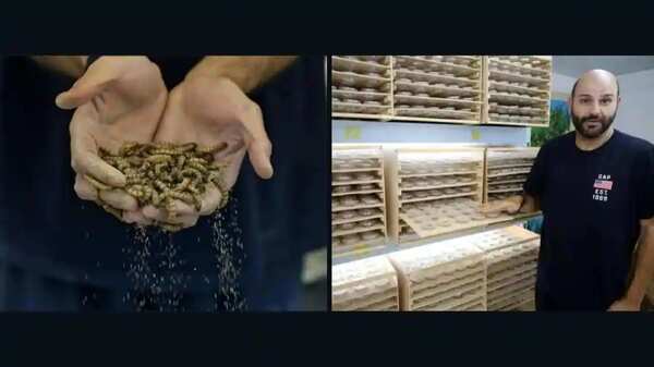 Kashi Lalima: Is Red Bhindi The New Superfood?