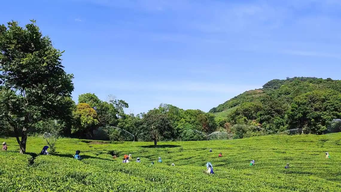 The bear girl of Kadamane and other stories over chai