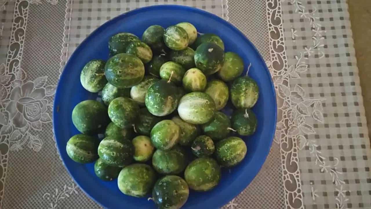 The Story Of Karit- How This Fruit Is Connected To Lord Krishna’s ...