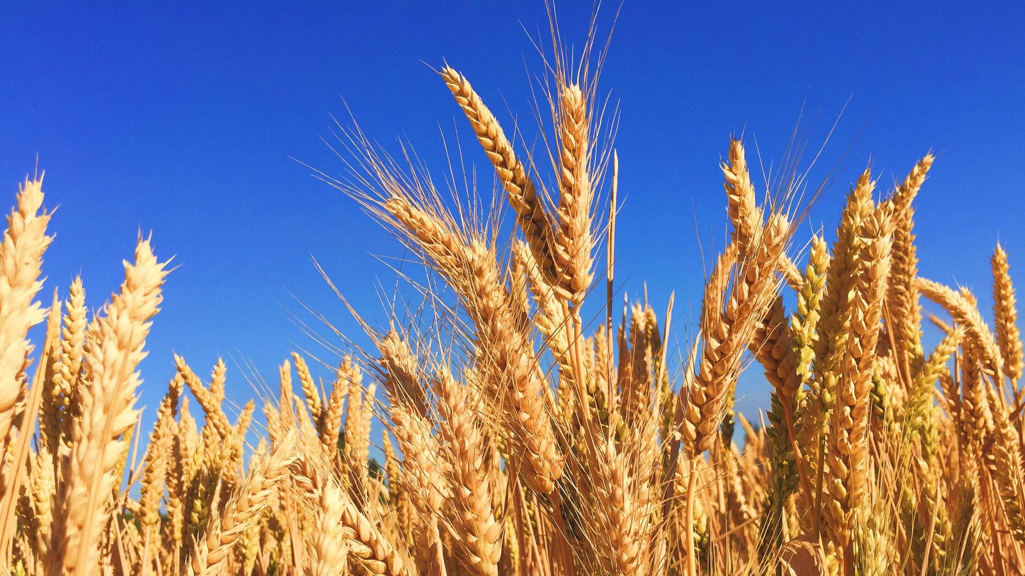 5 Reasons Why Barley Water Is Beneficial For You