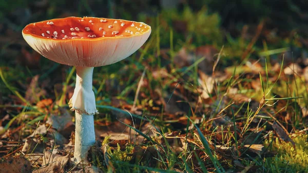 Foraged Food: The Food Of Our Ancestors And How It Has Evolved