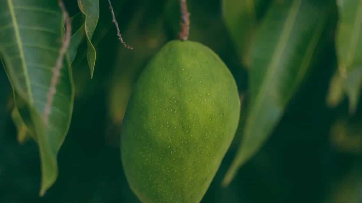 How Does One Eat Mango Leaves