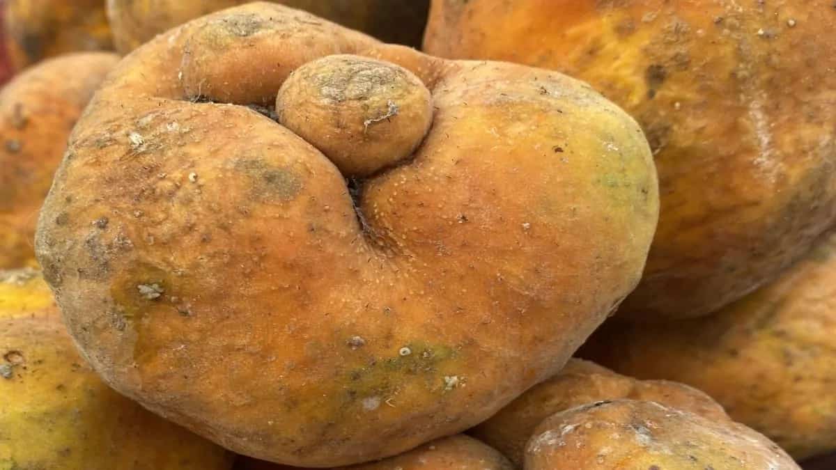 Making Best Out Of Monkey Jack