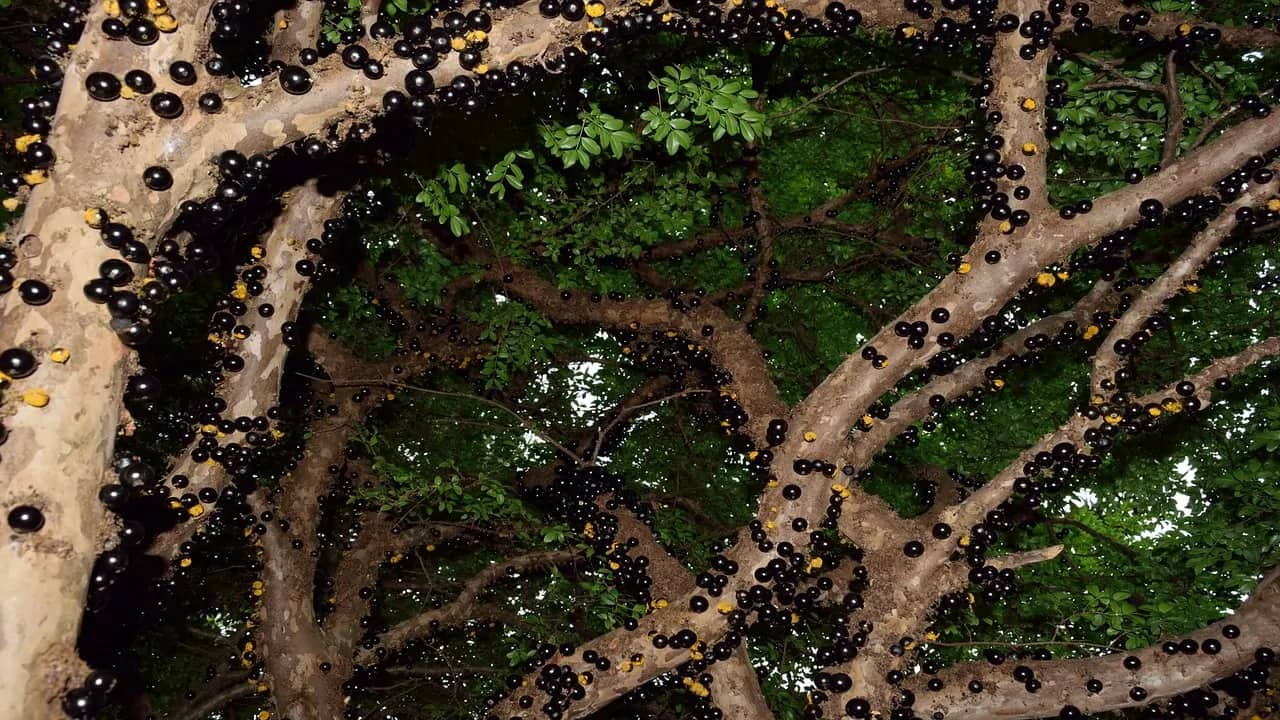 6 Weirdest Fruits From Around The World We Bet You Didn’t Know About