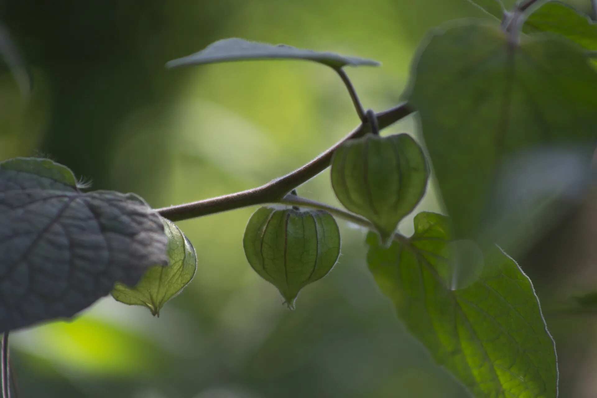 Everything You Need To Know About The Magical Herb
