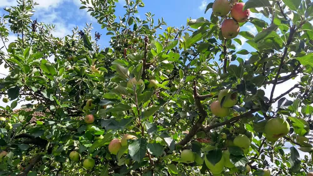Ever Heard Of A Salad Tree? It Exists, Know The Details Here