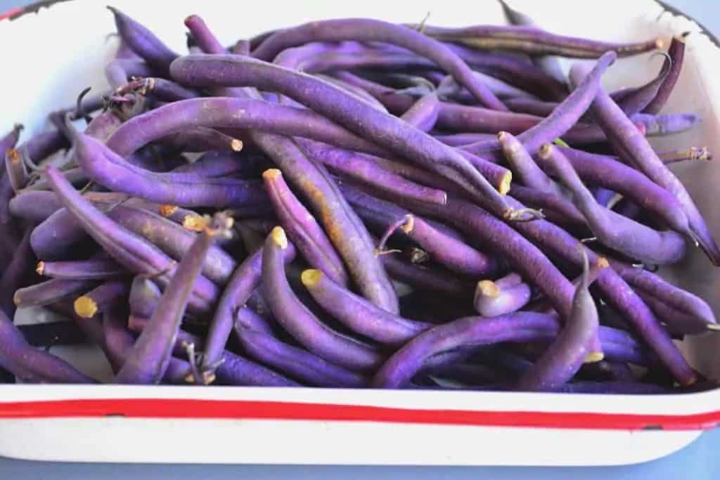 How to make Purple Green Beans Recipe