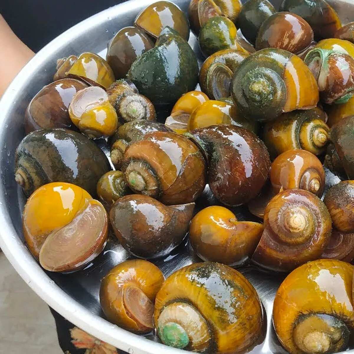 How to make Pani Hamuk Recipe