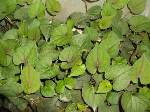 Manimuni To Durun: Exploring Assam’s Favourite Herbs And Leafy Greens