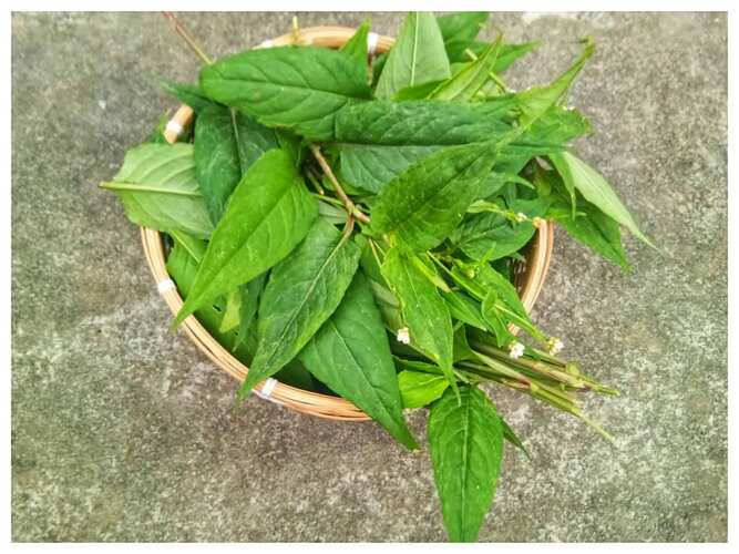 Manimuni To Durun: Exploring Assam’s Favourite Herbs And Leafy Greens