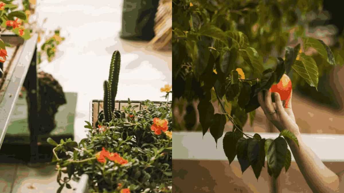 10 Kitchen Garden Ideas You Can Try At Home