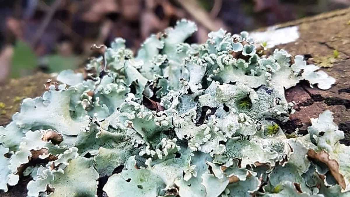 Health Benefits Of Kalpasi: All About The Indigenous Phool Flavour Spice