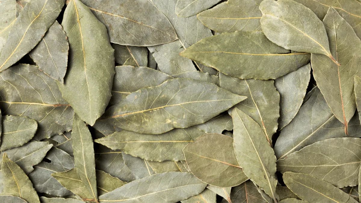 Bay Leaves 101: 7 Health Benefits Of Consuming This Spice Daily