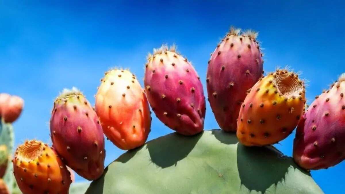 Prickly Pear In India: How Rajasthan’s Desert Fruit Is Becoming A ...