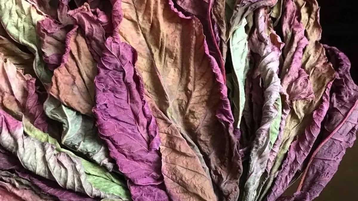 What Is Laal Saag And Why Does It Deserve A Place In Your Kitchen?