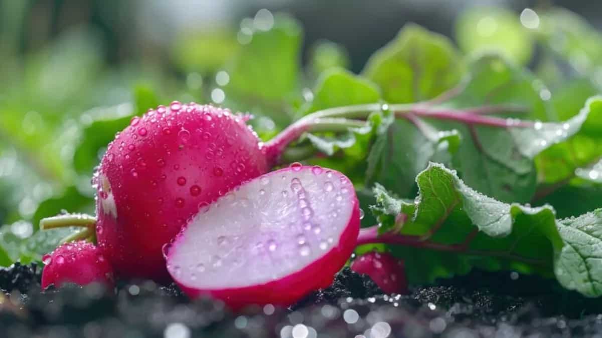 Planting Vegetables At Home: A Monsoon Gardening Guide For Beginners
