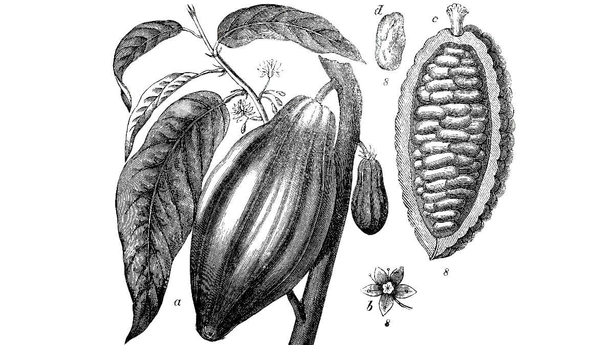 When Chocolate Was The Money That Grew On Trees