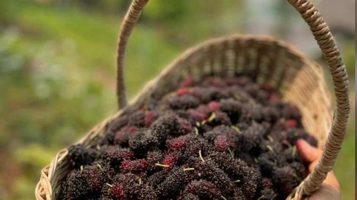 5 Ways To Creatively Use Mulberries This Summer