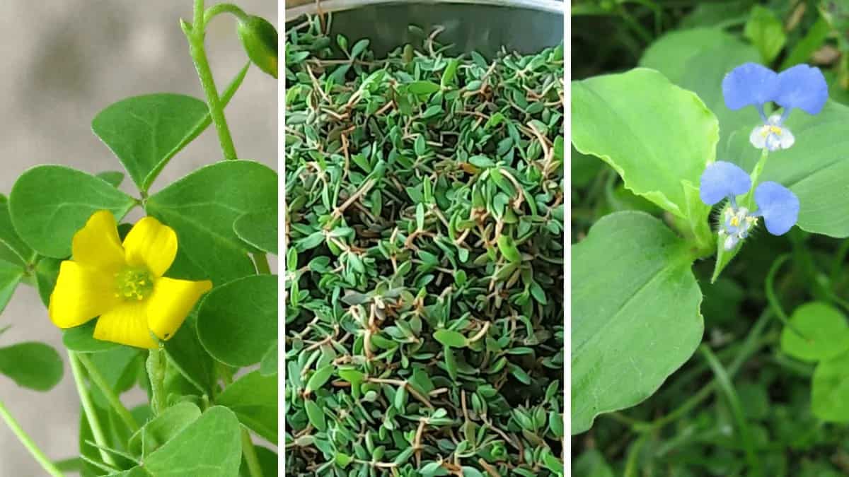 Luni Bhaji To Kuppaimeni: 6 Uncultivated Edible Weeds And How To Cook ...