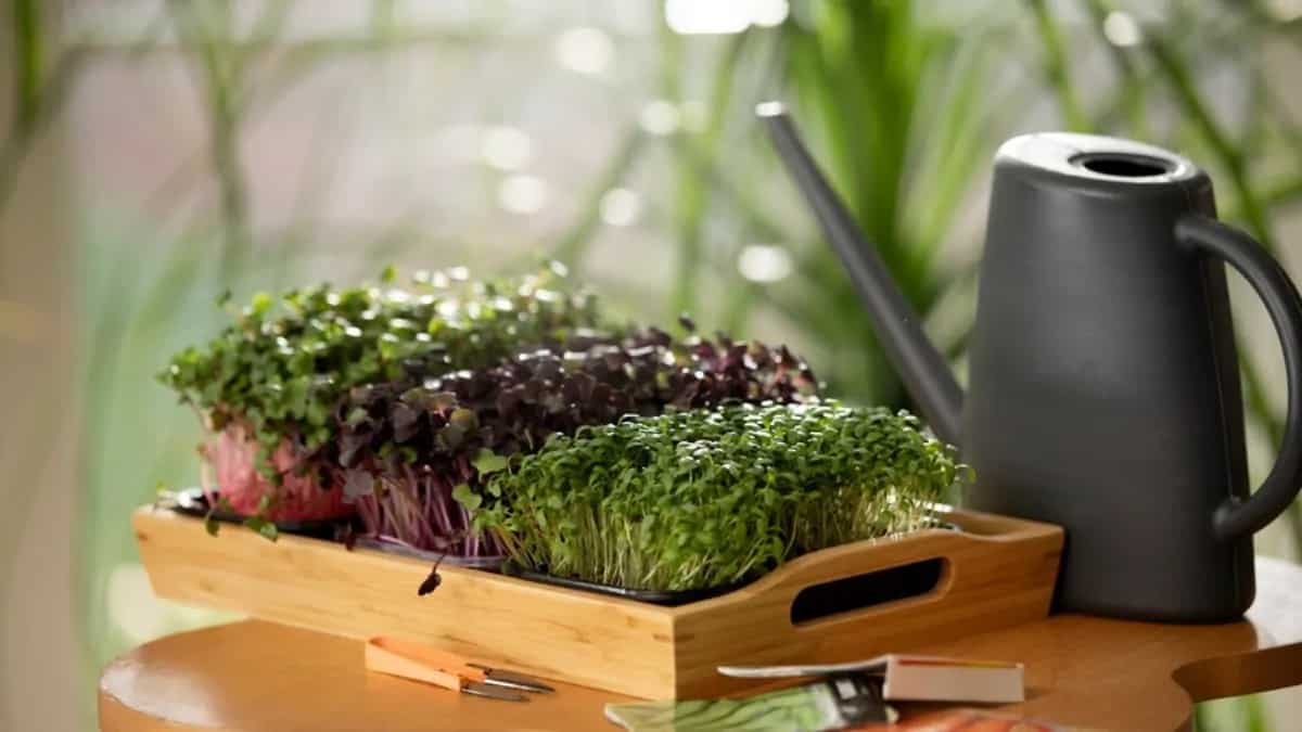 Creating A Mini Garden At Home: 10 Simple Steps To Follow For Beginners