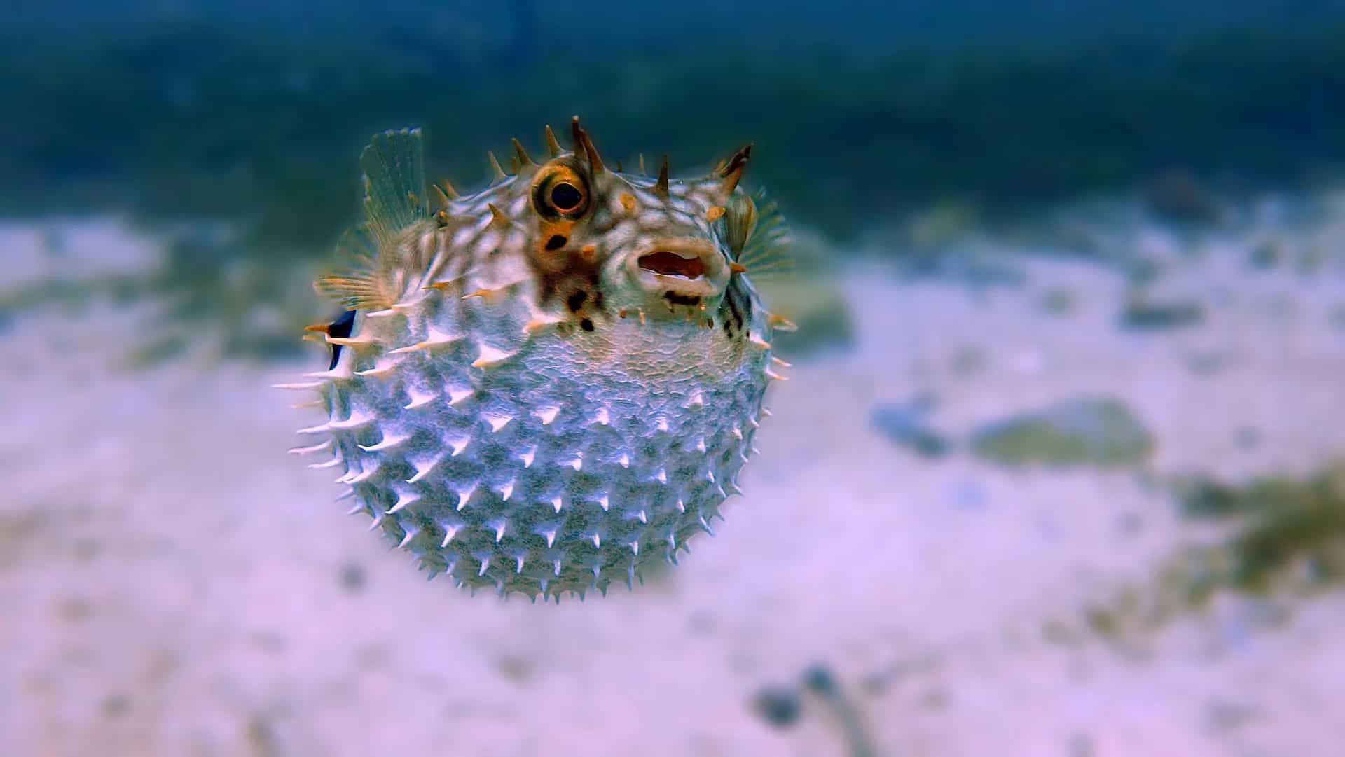 Fugu (Pufferfish): Japanese Delight or Death Wish?