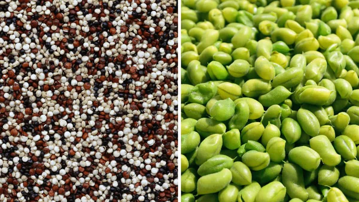 7 Plant Based Protein Sources To Help Aid Weight Loss