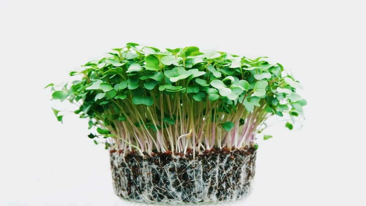 Radish To Sango: Exploring The 7 Microgreens And Their Health Benefits