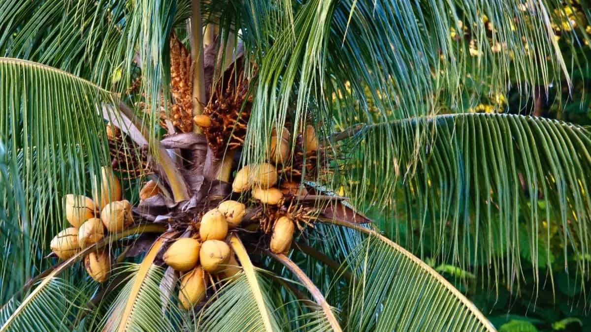 8 Surprising Health Benefits Of Palm To Know About