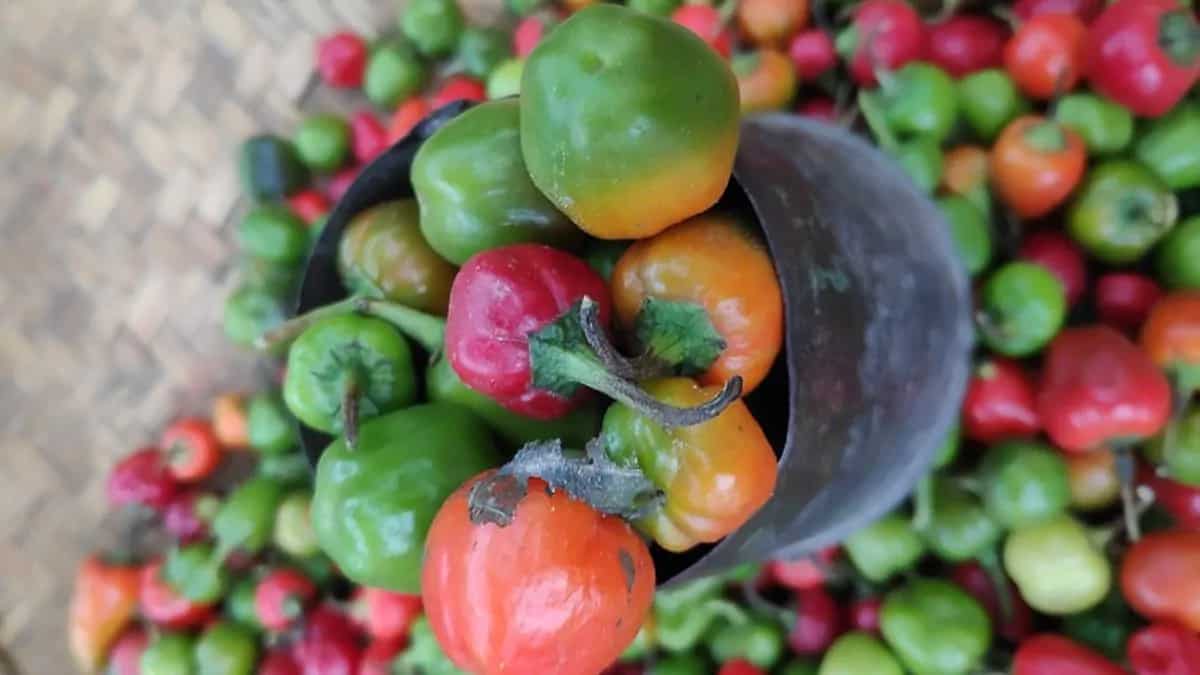 Flavours Of Northeast India: How To Make Dalle Chilli Pickle At Home