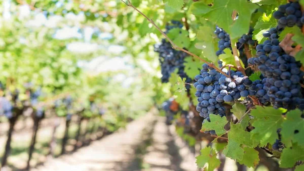 Japanese Wine: Know All About It's History, Origin and More