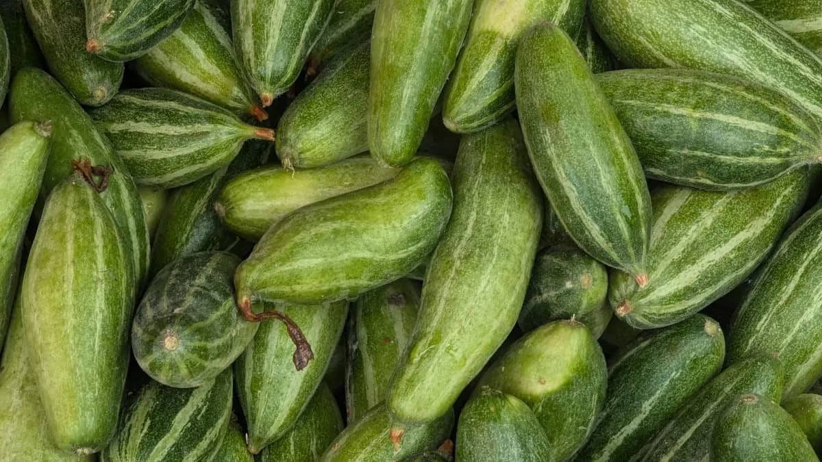 Potol Stories: 7 Dishes That Showcase Bengal’s Love For Pointed Gourd