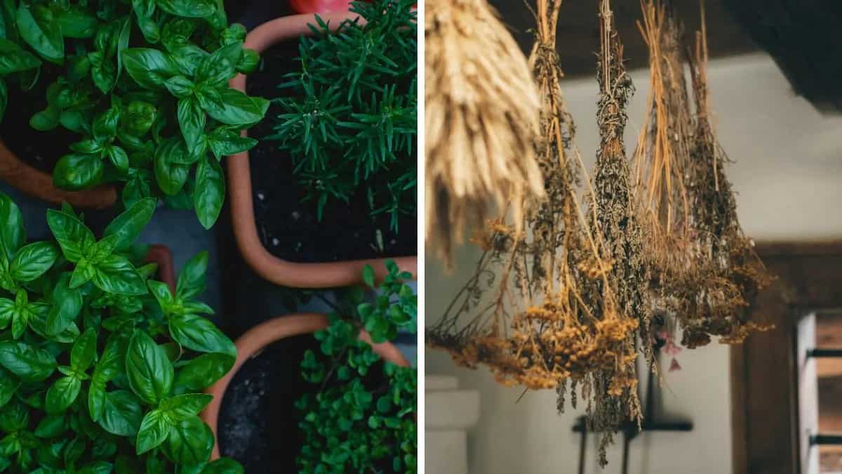 Fresh Herbs Vs Dried Herbs: A Guide To Understanding Usage For Maximum ...