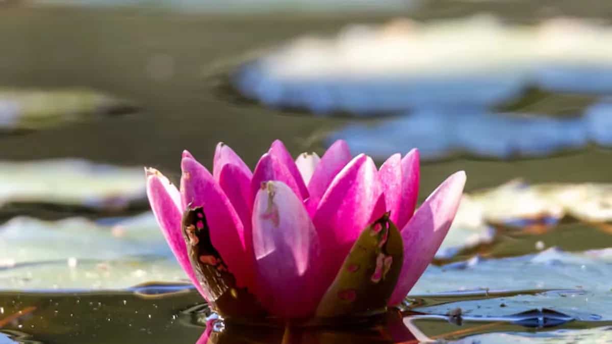 Unique Indian Water Lily Dishes To Try This Monsoon