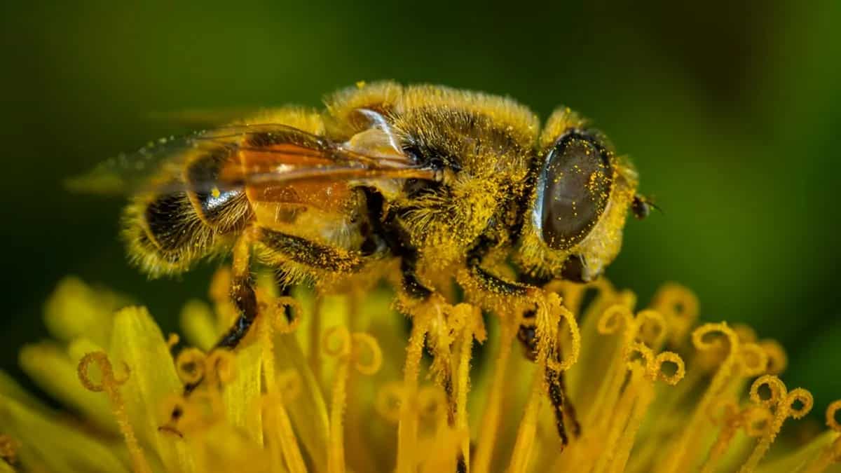 Celebrating World Bee Day: Take Our Buzz-worthy Quiz!