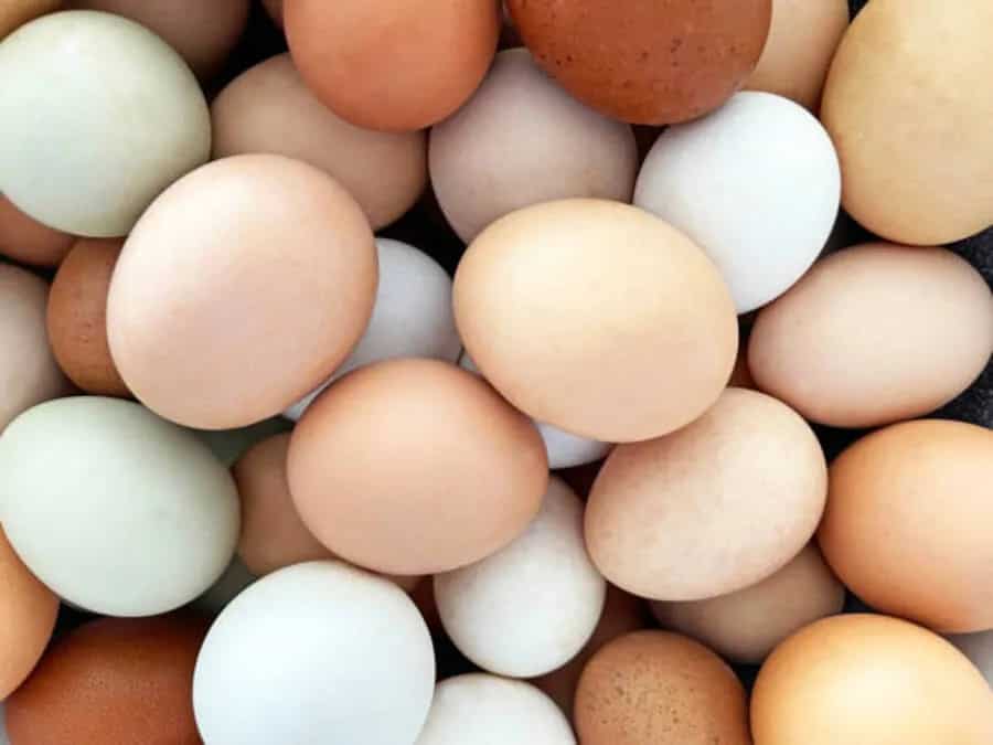 6 Varieties Of Eggs You Should EatFor A Protein Punch