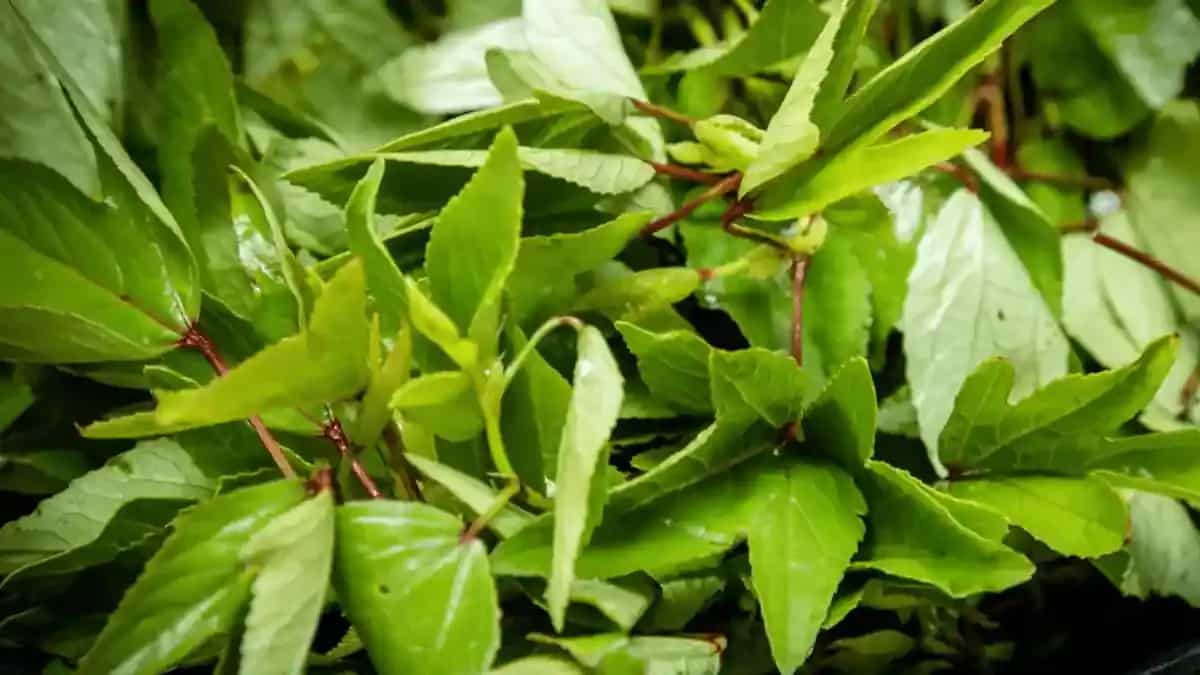 Are Sorrel Leaves And Gongura Leaves The Same? Here's What You Need To Know