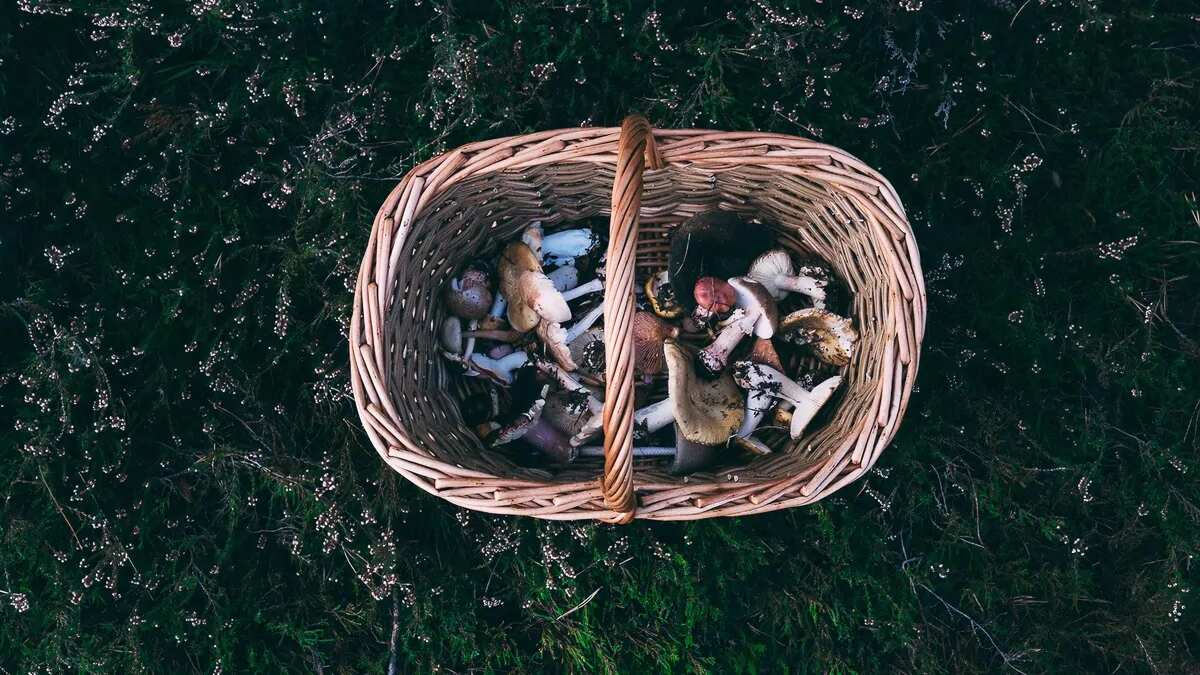 Wild And Wonderful - Food From The Forests Of India