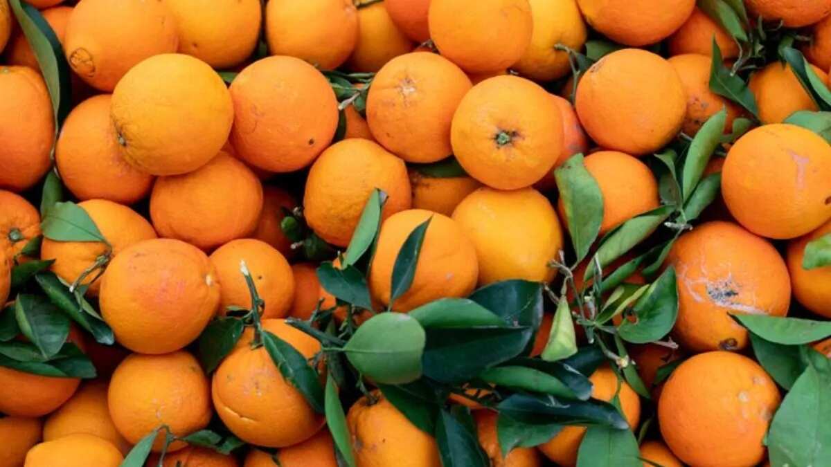 7 Summer-Friendly Breakfast Dishes With Orange As The Star Ingredient