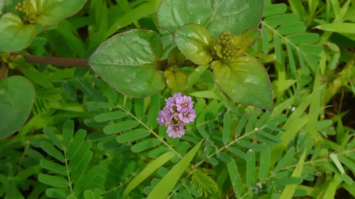 Punarnava Benefits: Exploring The Healing Properties Of The Ayurvedic Herb