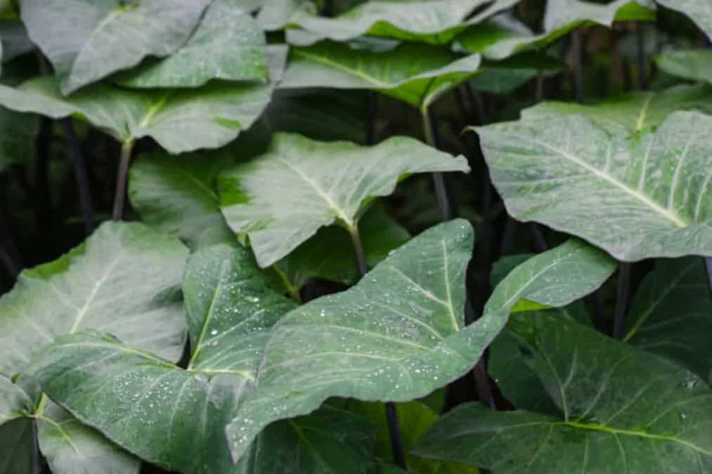 Sorrel To Fern: The 7 Lesser-Known Vegetables Of Assam
