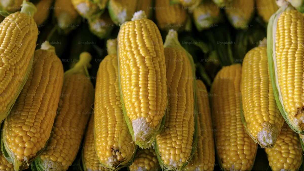 Take Monsoon Snacking Up A Notch By Cooking Corn On The Cob With These Tips