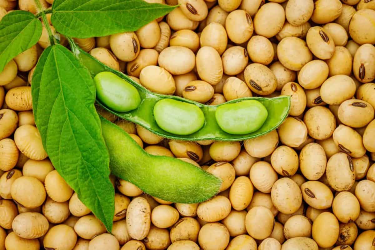 Unraveling the Global Journey of Soybean: A Culinary Exploration