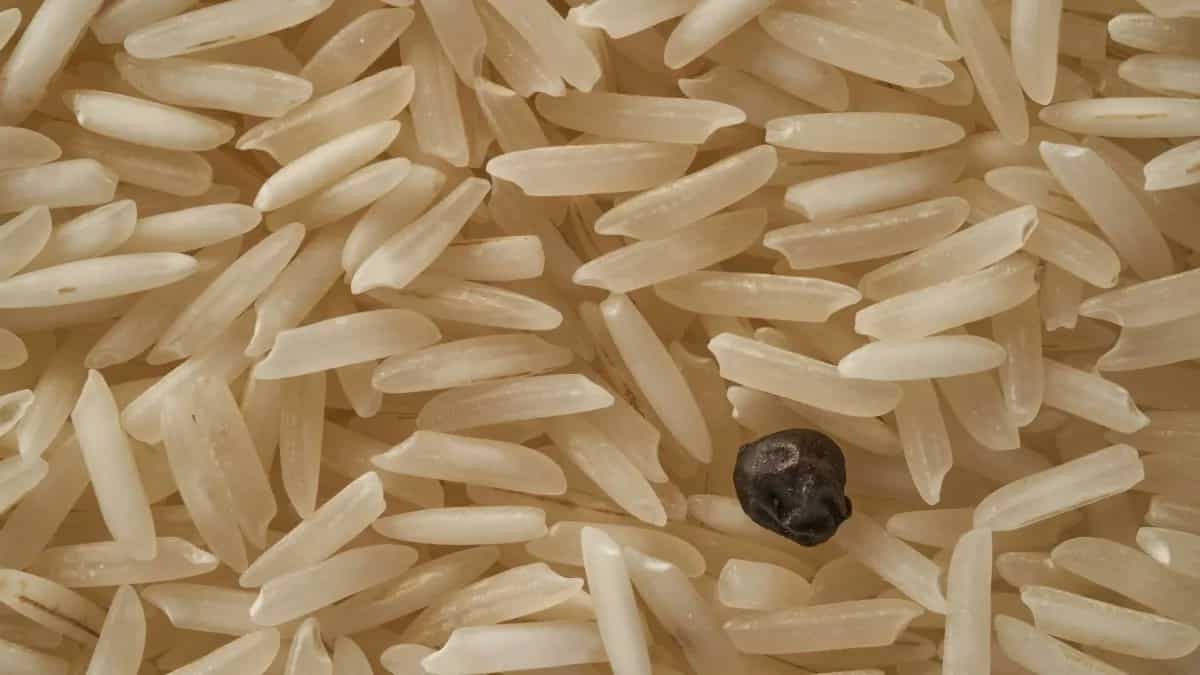 8 Tips To Keep Rice Free From Insect Infestation