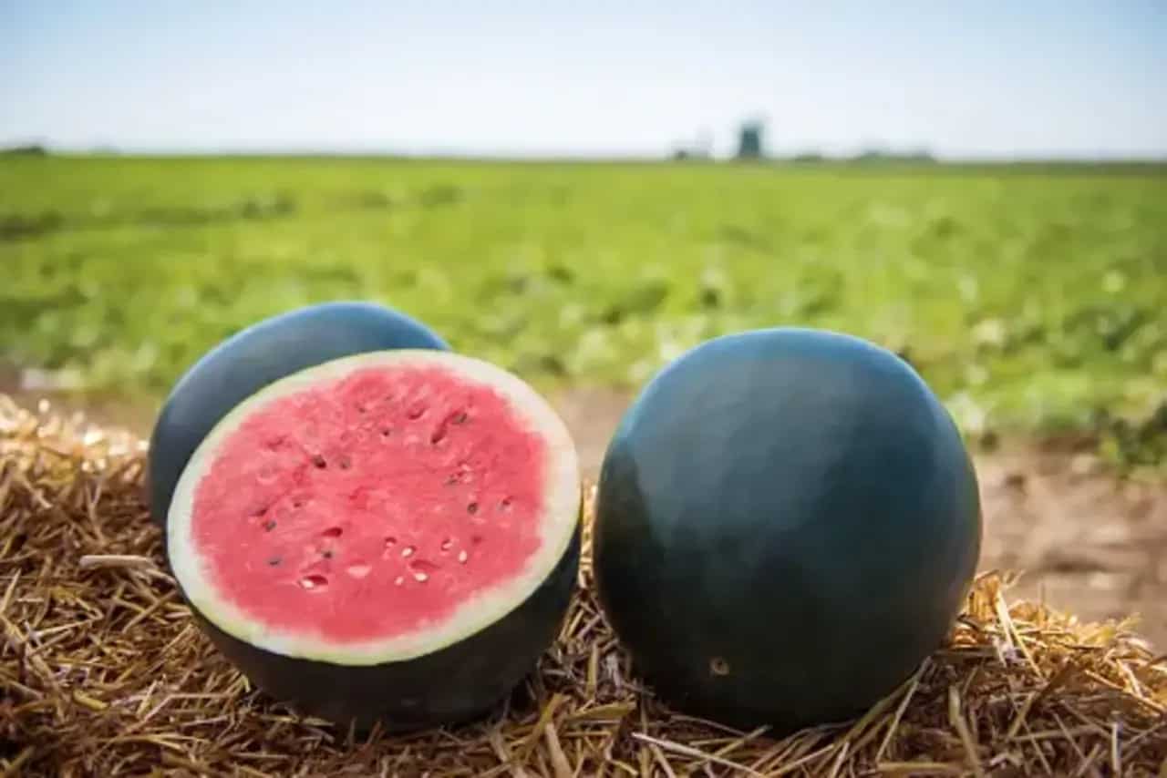 Densuke Watermelon 101: What Makes This Japanese Summer Fruit So Expensive?