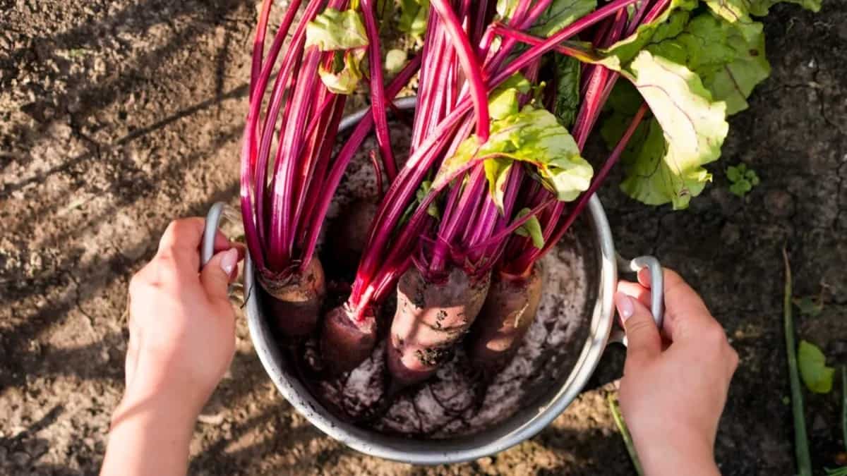 Home Gardening: 7 Nutritious Vegetables That Grow Underground