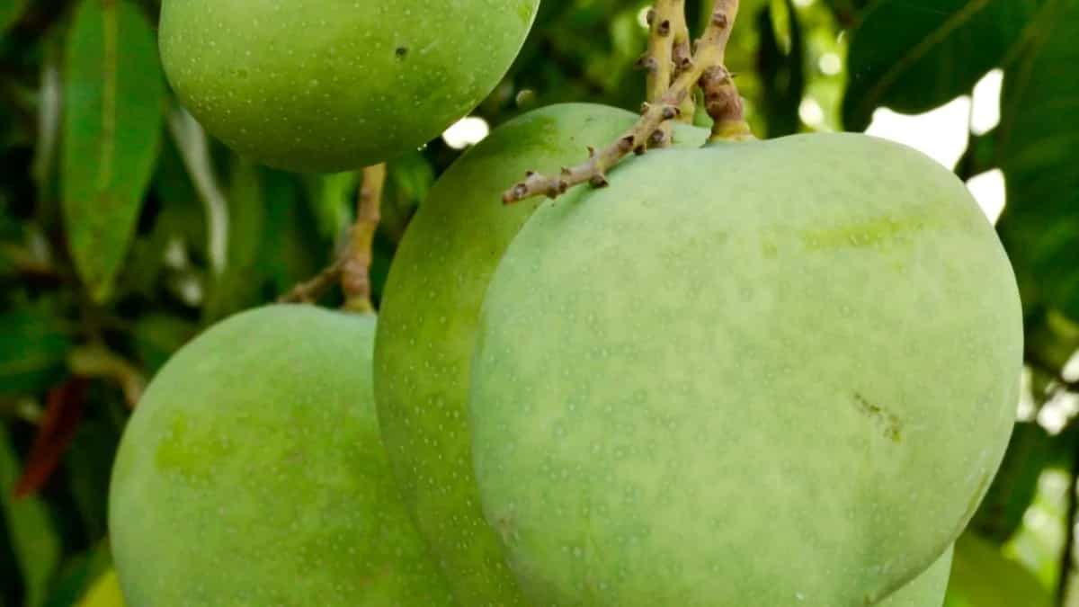 7 Indian Raw Mangoes Dishes To Please Your Taste Buds
