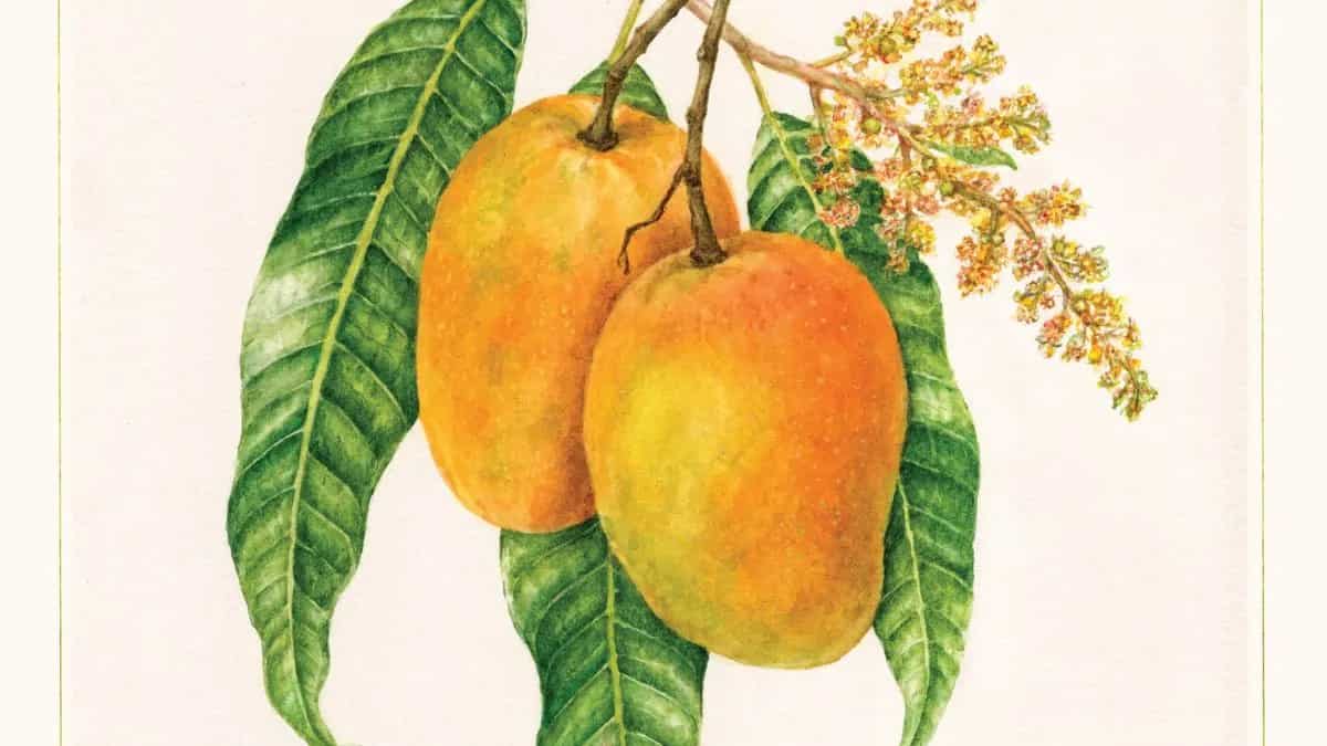 The Mango War: The King Of Fruits & The Fight For Its Honour