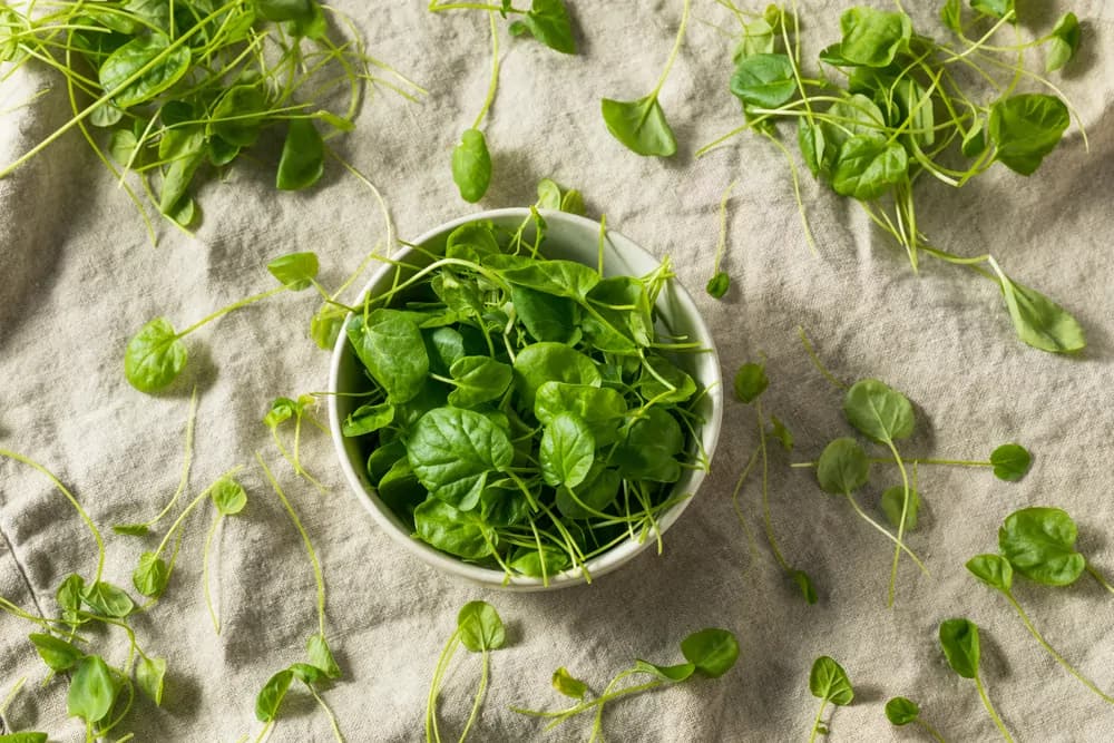 From Storing To Flavour To Its Best Use, Know About Jalkumbhi