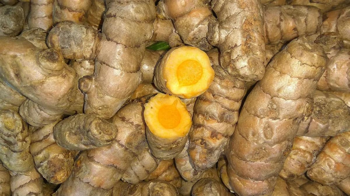 5 Easy Turmeric Root Storage Tips To Keep It Fresh