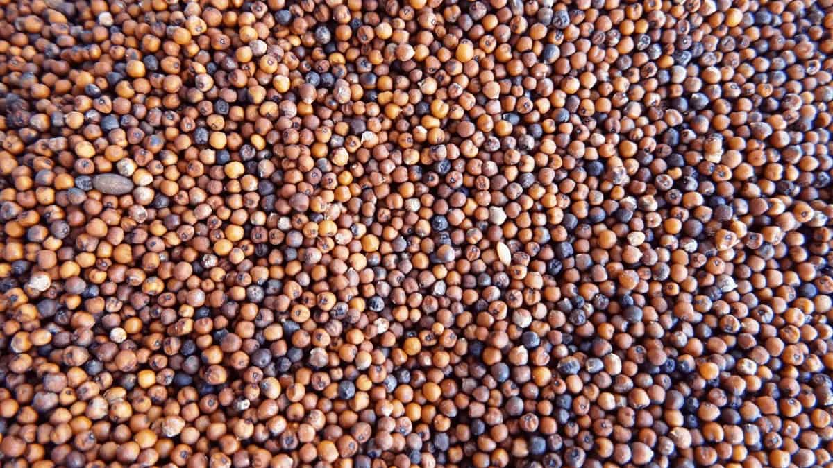 Include Ragi In Your Diet For These 5 Health Benefits